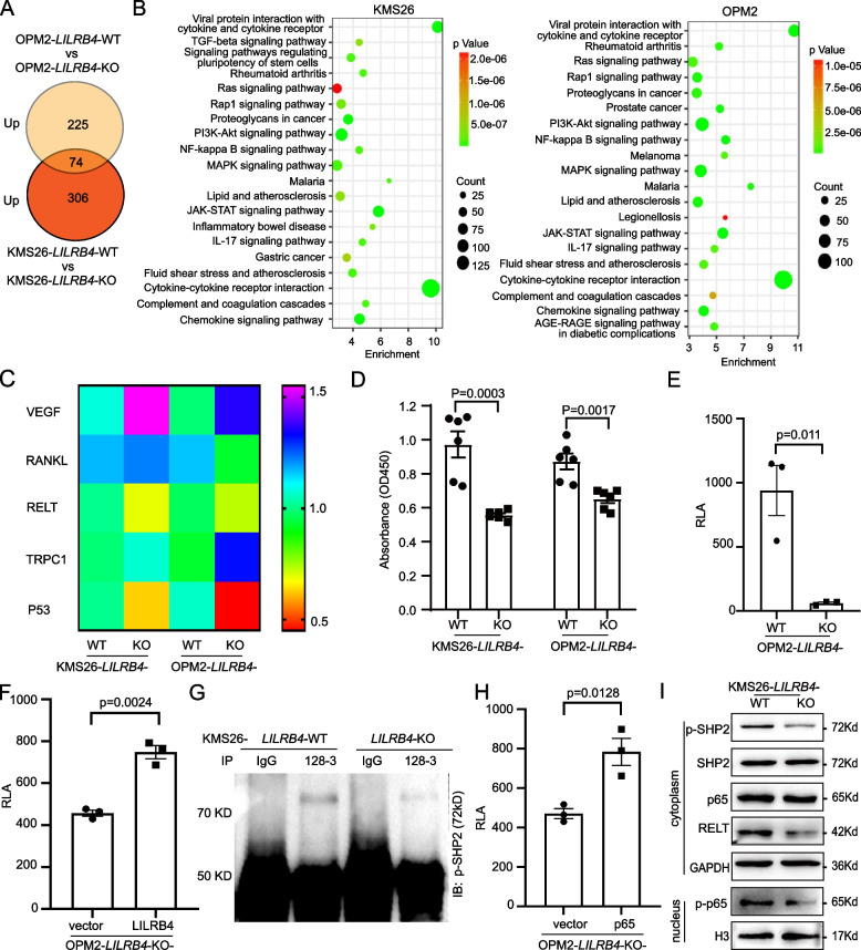 文献解析|LILRB4在多发性骨髓瘤骨损伤中的作用机制及其潜在治疗靶点