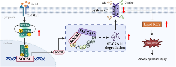 文献解析|IL-13促进哮喘上皮细胞铁死亡的新机制——基于SOCS1介导的SLC7A11泛素化降解