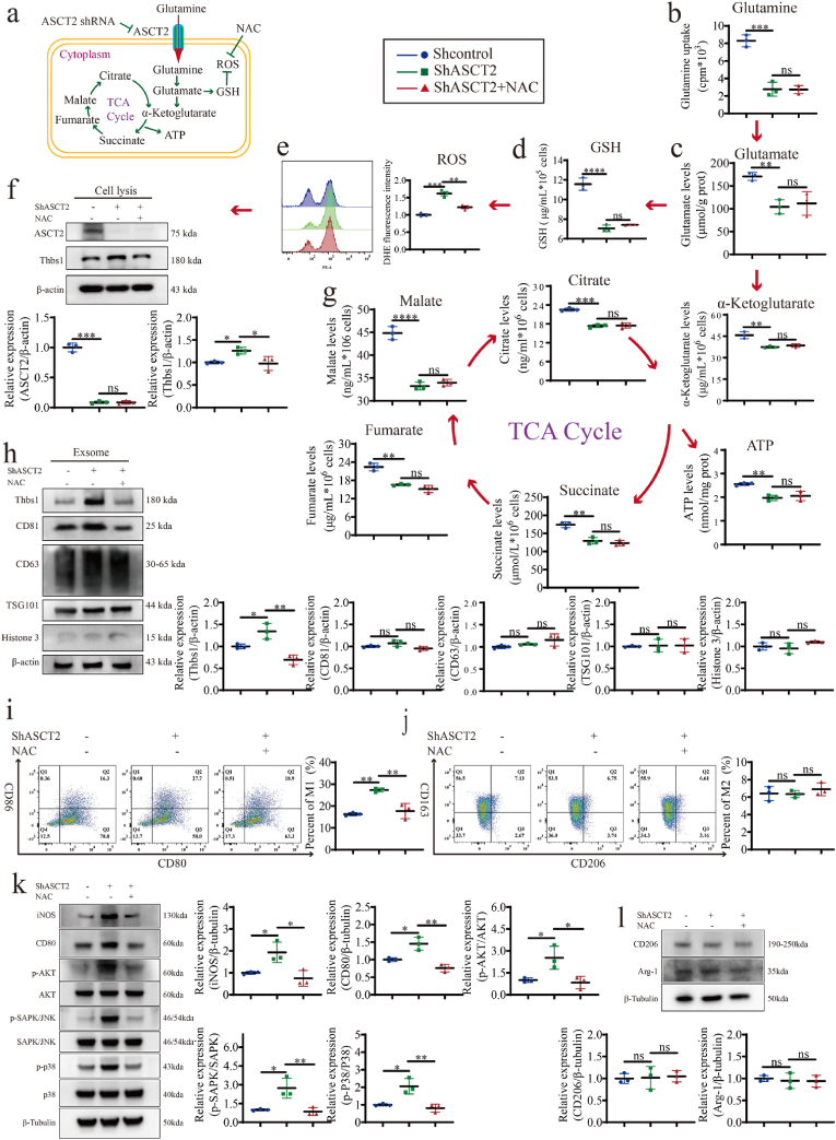 文献解析|氧化应激通过Thbs1介导的M1样肿瘤相关巨噬细胞极化促进口腔癌变-上海优宁维生物科技股份有限公司