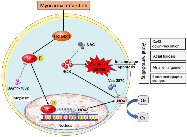 文献解析|TRIM21缺失——心肌梗死后心房炎症与重塑的保护性策略-上海优宁维生物科技股份有限公司