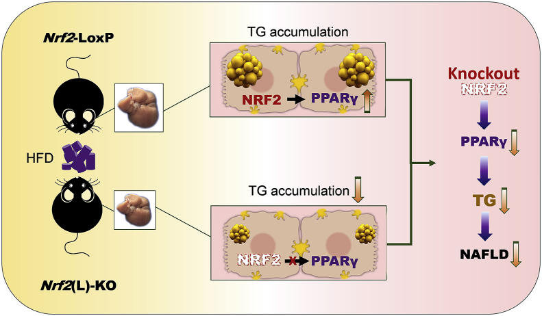 文献解析|肝细胞特异性Nrf2缺乏减轻高脂饮食诱导的肝脂肪变性——PPARγ表达降低的作用探讨-上海优宁维生物科技股份有限公司