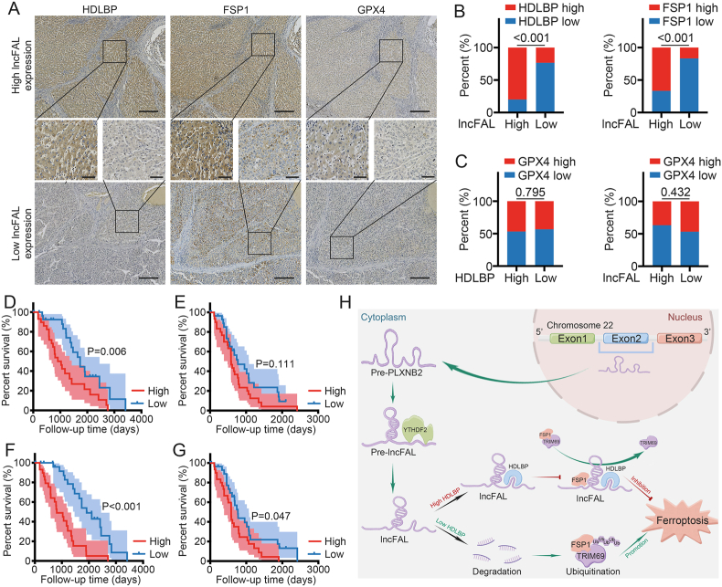 文献解析|HDLBP稳定lncFAL通过减少Trim69依赖的FSP1降解抑制肝细胞癌的铁死亡敏感性-技术资料-上海优宁维生物科技股份有限公司