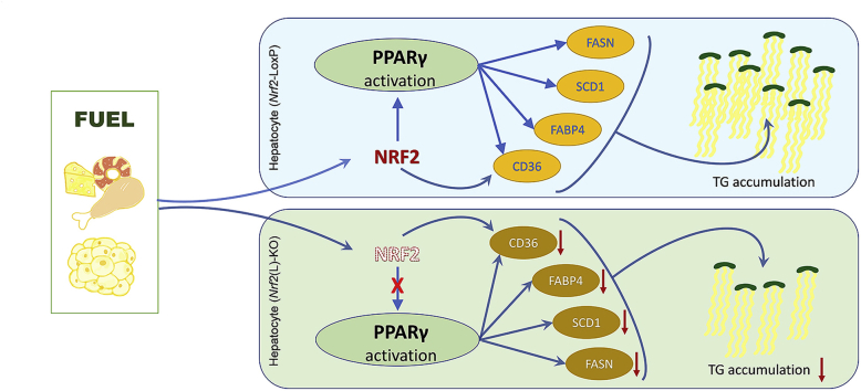 文献解析|肝细胞特异性Nrf2缺乏减轻高脂饮食诱导的肝脂肪变性——PPARγ表达降低的作用探讨