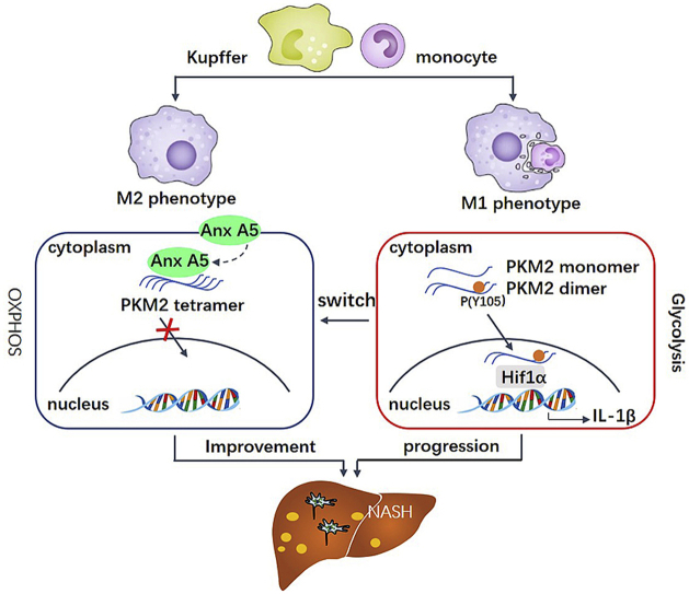 文献解析|Annexin A5通过直接靶向PKM2调节肝脏巨噬细胞极化并改善非酒精性脂肪性肝炎