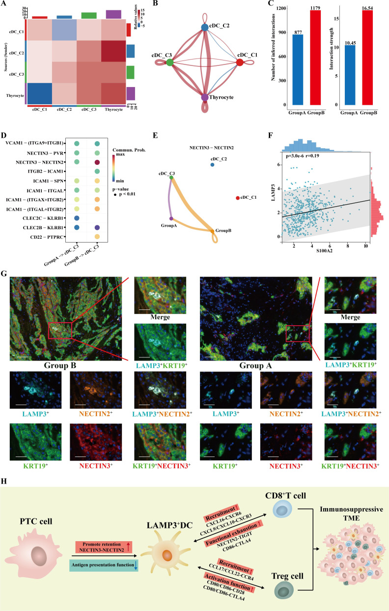 文献解析|乳头状甲状腺癌免疫逃逸机制新发现：LAMP3+树突状细胞与T细胞亚群的相互作用