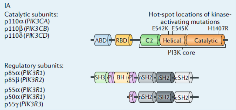 【小优细节君】PI3K之P85蛋白检测结果不尽人意怎么办？-优宁维