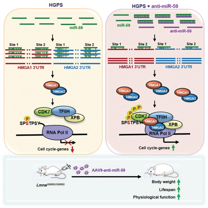 文献解析|抗hsa-miR-59：为治疗Hutchinson-Gilford早衰综合症提供新策略-上海优宁维生物科技股份有限公司