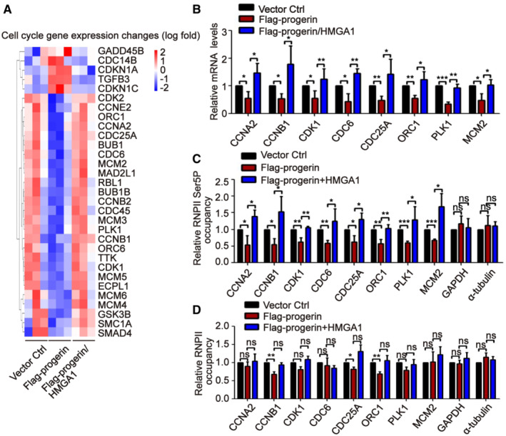 文献解析|抗hsa-miR-59：为治疗Hutchinson-Gilford早衰综合症提供新策略