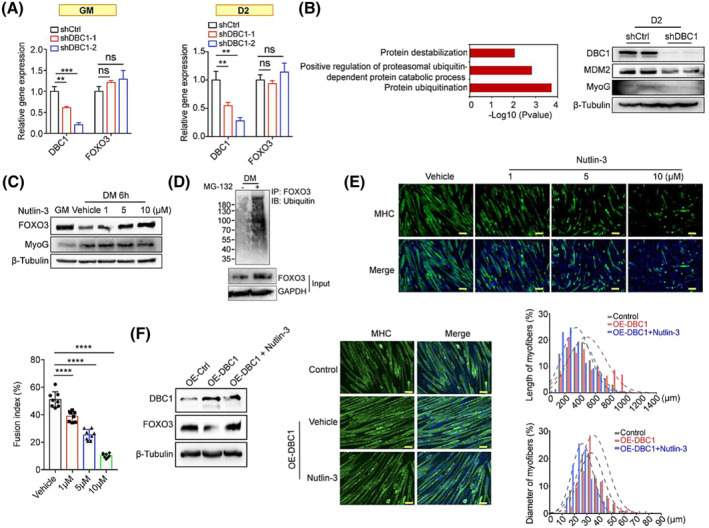 文献解析|DBC1在维持骨骼肌完整性中的作用：促进肌生成与防止肌纤维萎缩的深度解析