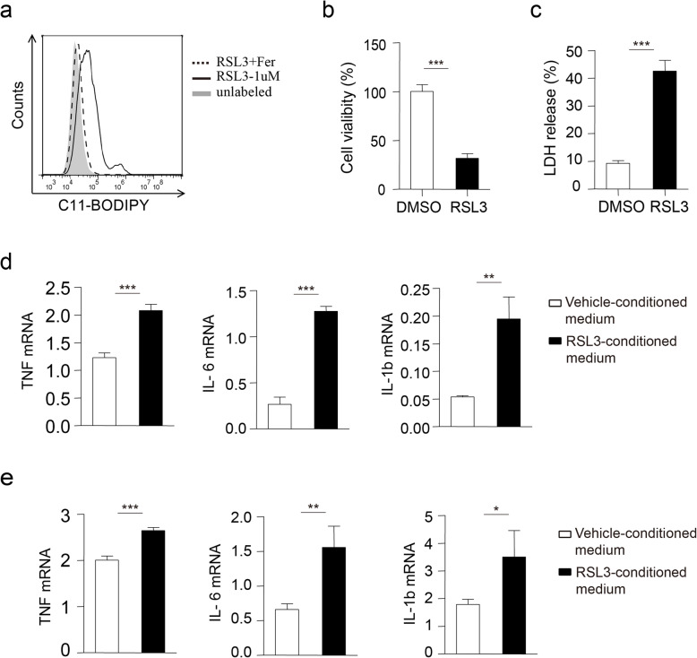 文献解析|RSL3刺激下小胶质细胞和巨噬细胞炎症反应减弱及铁死亡抵抗性增强的机制