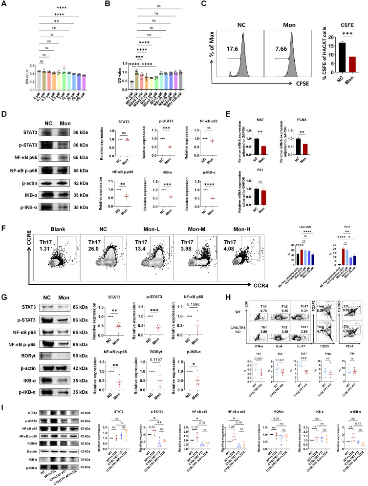 文献解析|CYSLTR1拮抗剂通过调控NF-κB信号通路抑制Th17细胞分化治疗银屑病深度解析