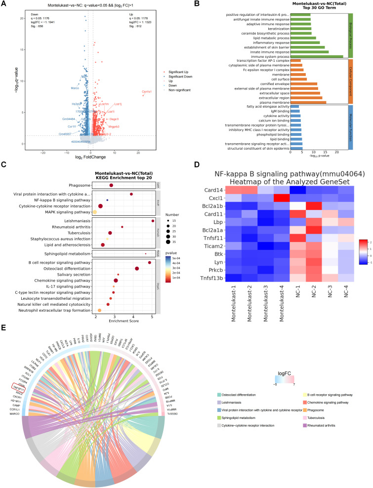 文献解析|CYSLTR1拮抗剂通过调控NF-κB信号通路抑制Th17细胞分化治疗银屑病深度解析