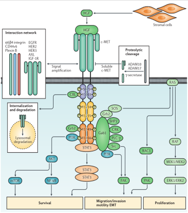 c-met与大肠癌：深入探索其关联与机制