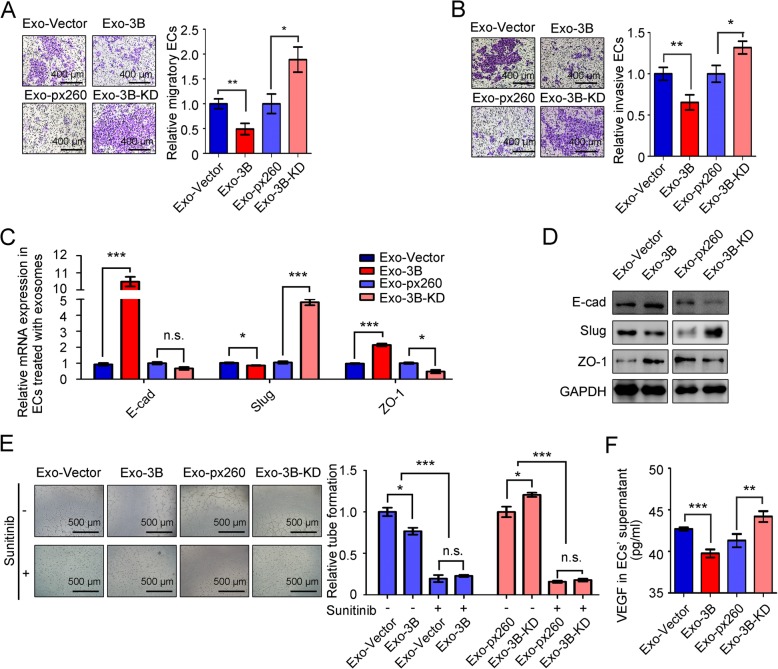 文献解析|C-型凝集素结构域家族3成员B（CLEC3B）在肝细胞癌中通过AMPK和VEGF信号促进转移和血管生成的深入解析