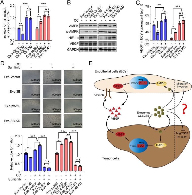 文献解析|C-型凝集素结构域家族3成员B（CLEC3B）在肝细胞癌中通过AMPK和VEGF信号促进转移和血管生成的深入解析