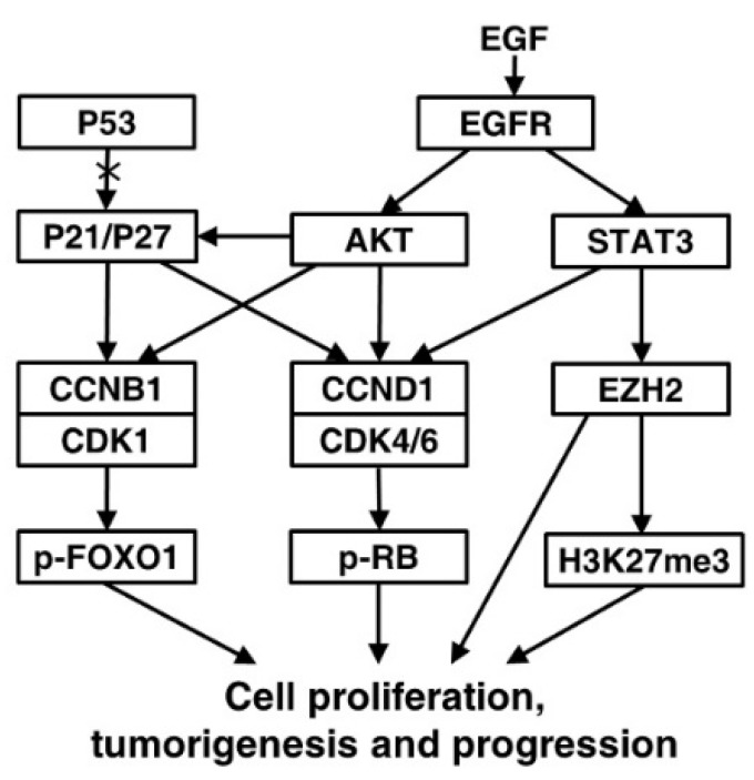 文献解析|P21和P27通过加速细胞周期促进TRAMP小鼠精囊肿瘤发生与发展的深入探索
