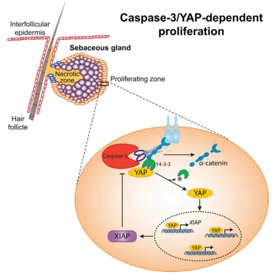 CASP3：细胞凋亡的“执行者”