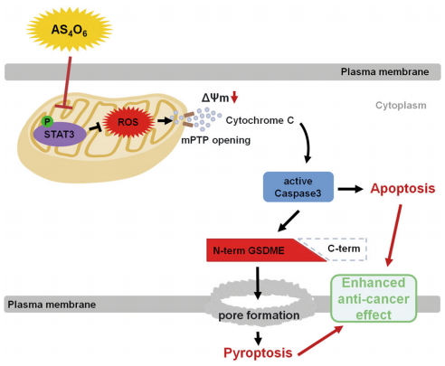 CASP3：细胞凋亡的“执行者”