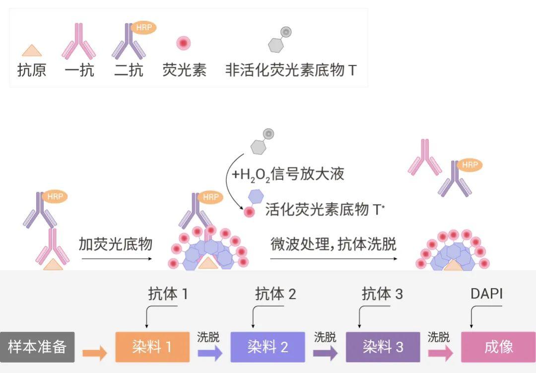 多重荧光免疫组化技术 (mIHC) 原理及应用