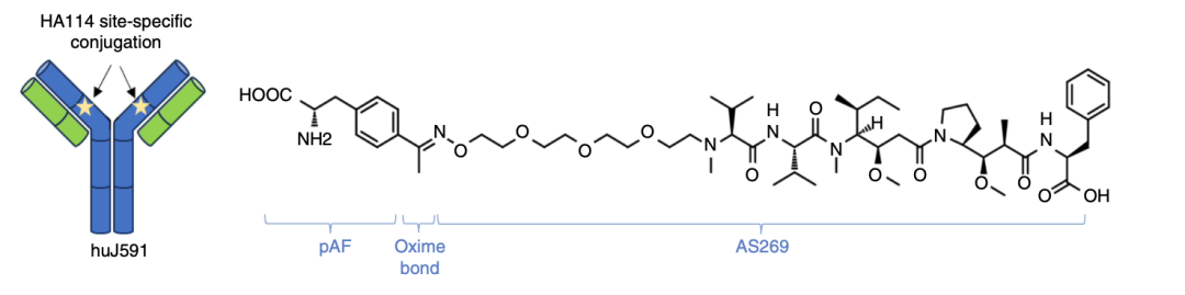 Anti-PSMA ADC：临床前药代动力学（PK）实验流程深度解析