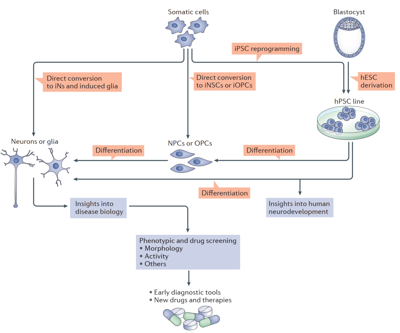 文献解析|KDM5C调控WNT信号通路在发育过程中对认知功能的影响