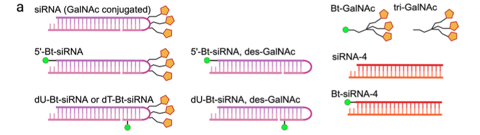 基于 GalNAc 偶联 siRNA 的免疫原性研究与分析