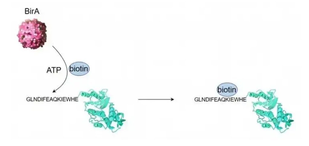 Avi-Tag 技术：高精度生物素化标记助力分子互作研究