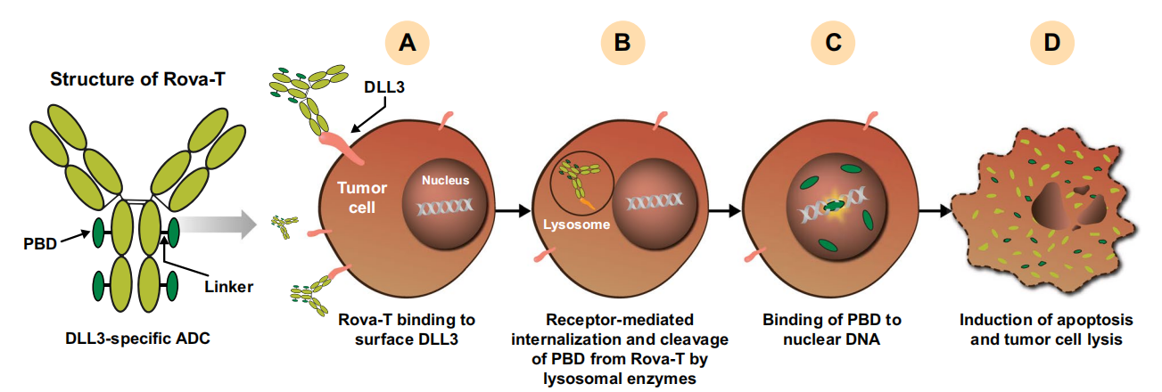 DLL3：肺癌治疗新希望与肿瘤研究新热点