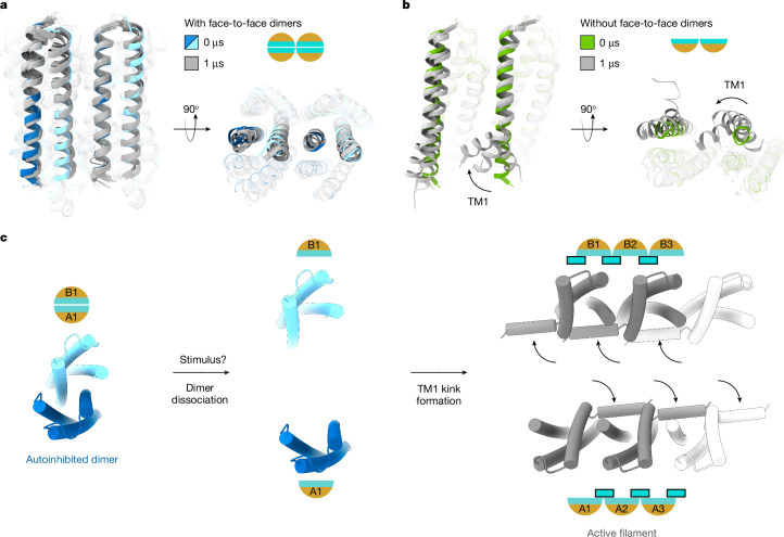 文献解析|NINJ1蛋白的自抑制与二聚化协同作用：守护细胞膜完整性的关键机制