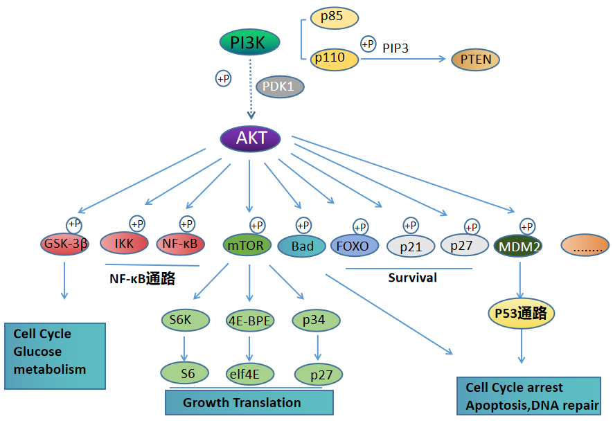 PI3K-Akt 信号通路：解码癌细胞的 “生存引擎” 与靶向治疗新方向