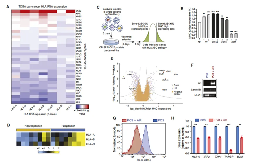 文献解析|BIRC2 阻断通过调控 MHC-I 表达增强肝细胞癌免疫治疗效果的研究