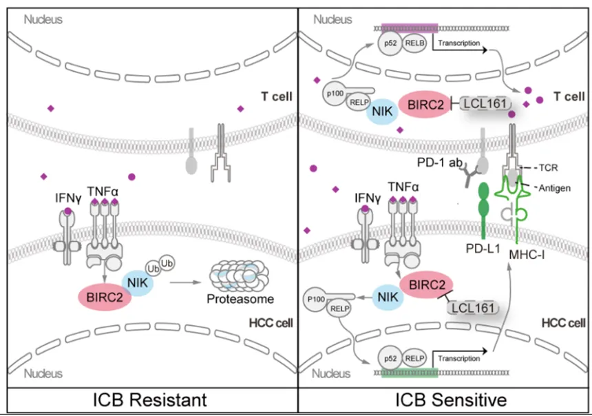 文献解析|BIRC2 阻断通过调控 MHC-I 表达增强肝细胞癌免疫治疗效果的研究