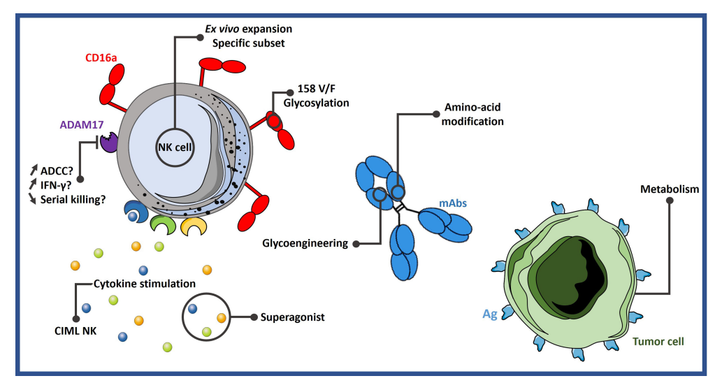FcγRIIa/CD32a(H167)：免疫调节中的关键角色-斯达特(Starter),国产抗体专家