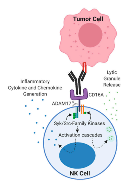 FcγRIIIa/CD16a(F176)：结构、功能与临床意义 -斯达特(Starter),国产抗体专家