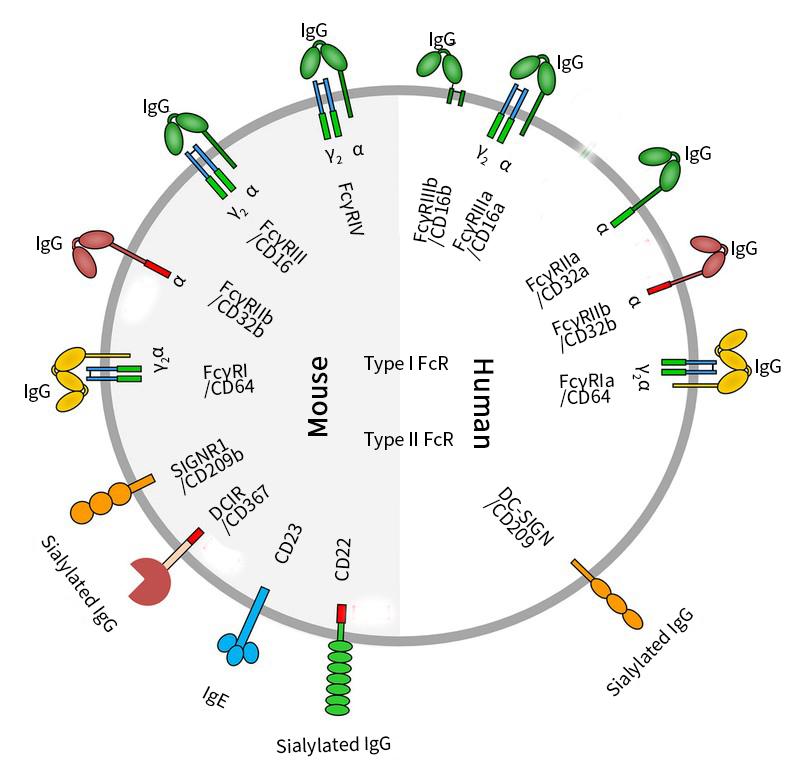 新生儿Fc受体（FcRn）：功能、药物研发机制及其临床应用 -斯达特(Starter),国产抗体专家