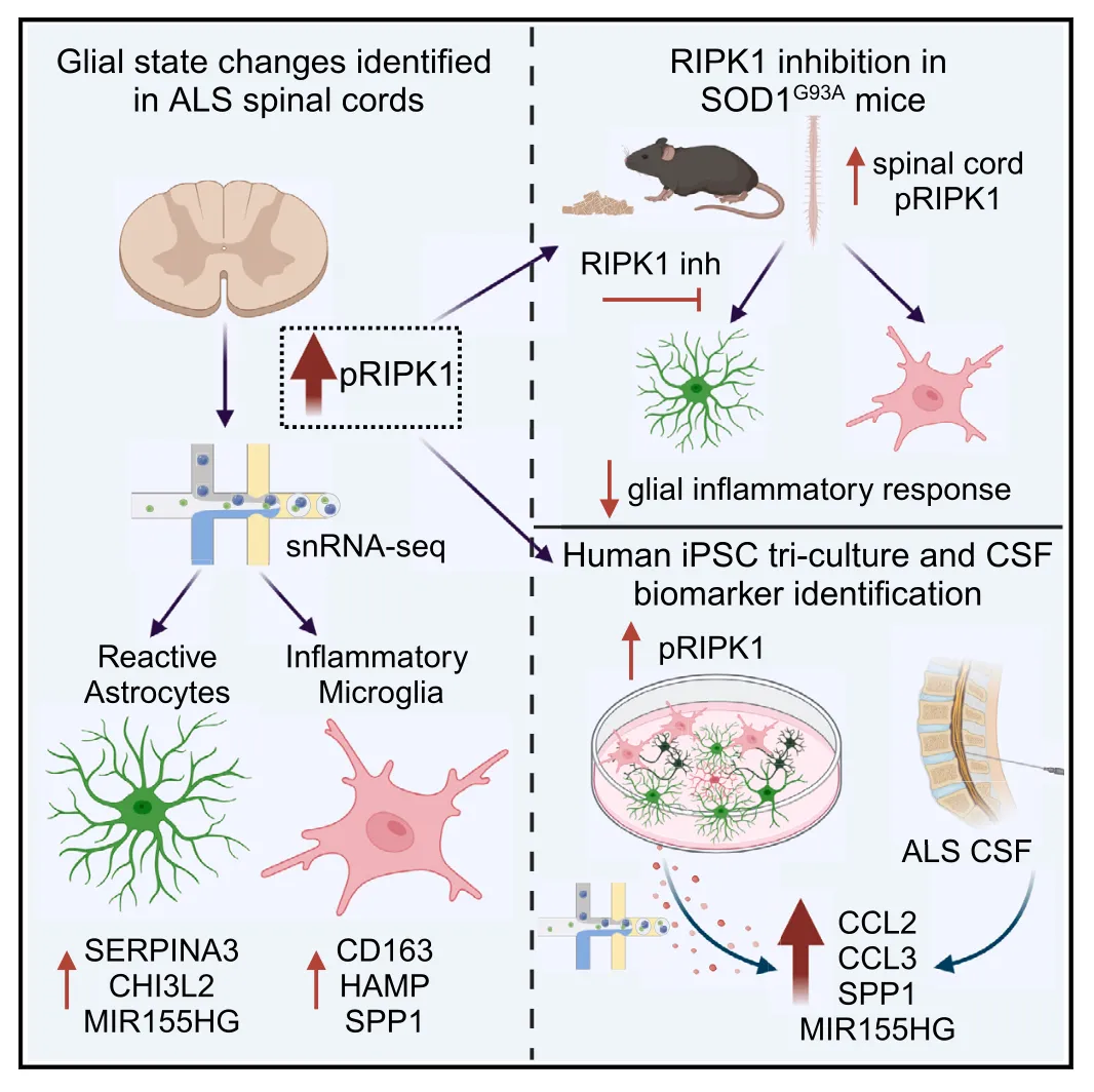 《Immunity》最新突破：胶质细胞异质化机制解析，RIPK1通路或成渐冻症治疗新靶点