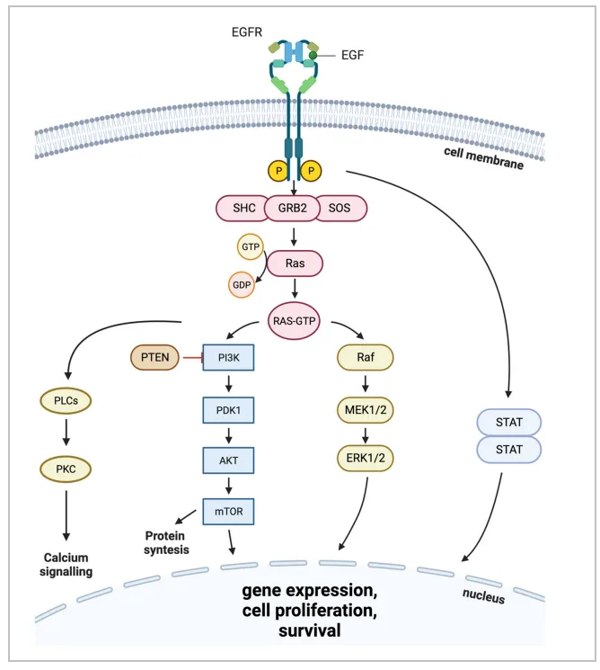 【小优细节君】热门的EGFR怎么才能做好WB呢？-优宁维