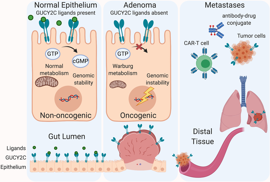 GUCY2C：结直肠癌治疗的新兴靶点及其临床研究进展 -斯达特(Starter),国产抗体专家