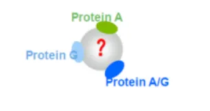 Protein A/G融合蛋白：优化抗体纯化与免疫沉淀的分子工具箱