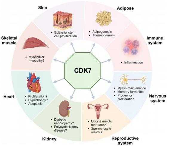 CDK7：细胞周期与转录调控的“双引擎”