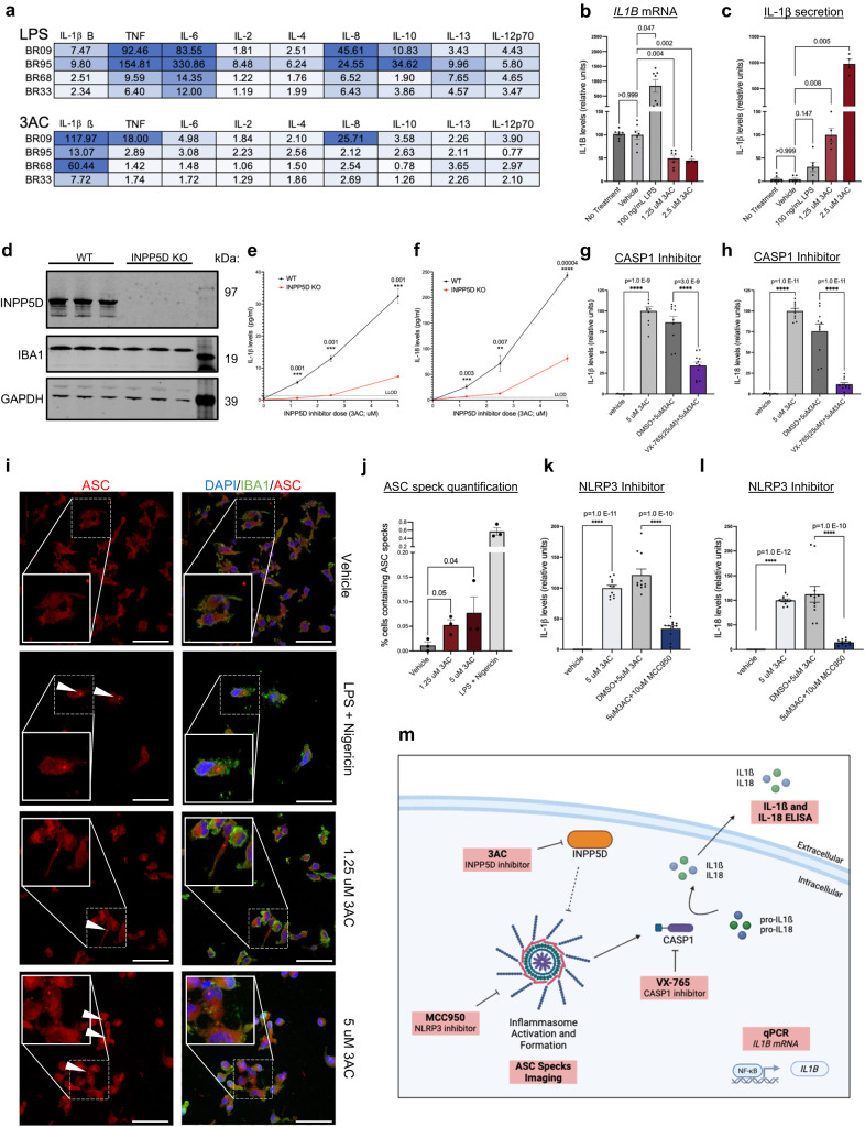 文献解析|INPP5D调控小胶质细胞NLRP3炎症小体激活的分子机制研究
