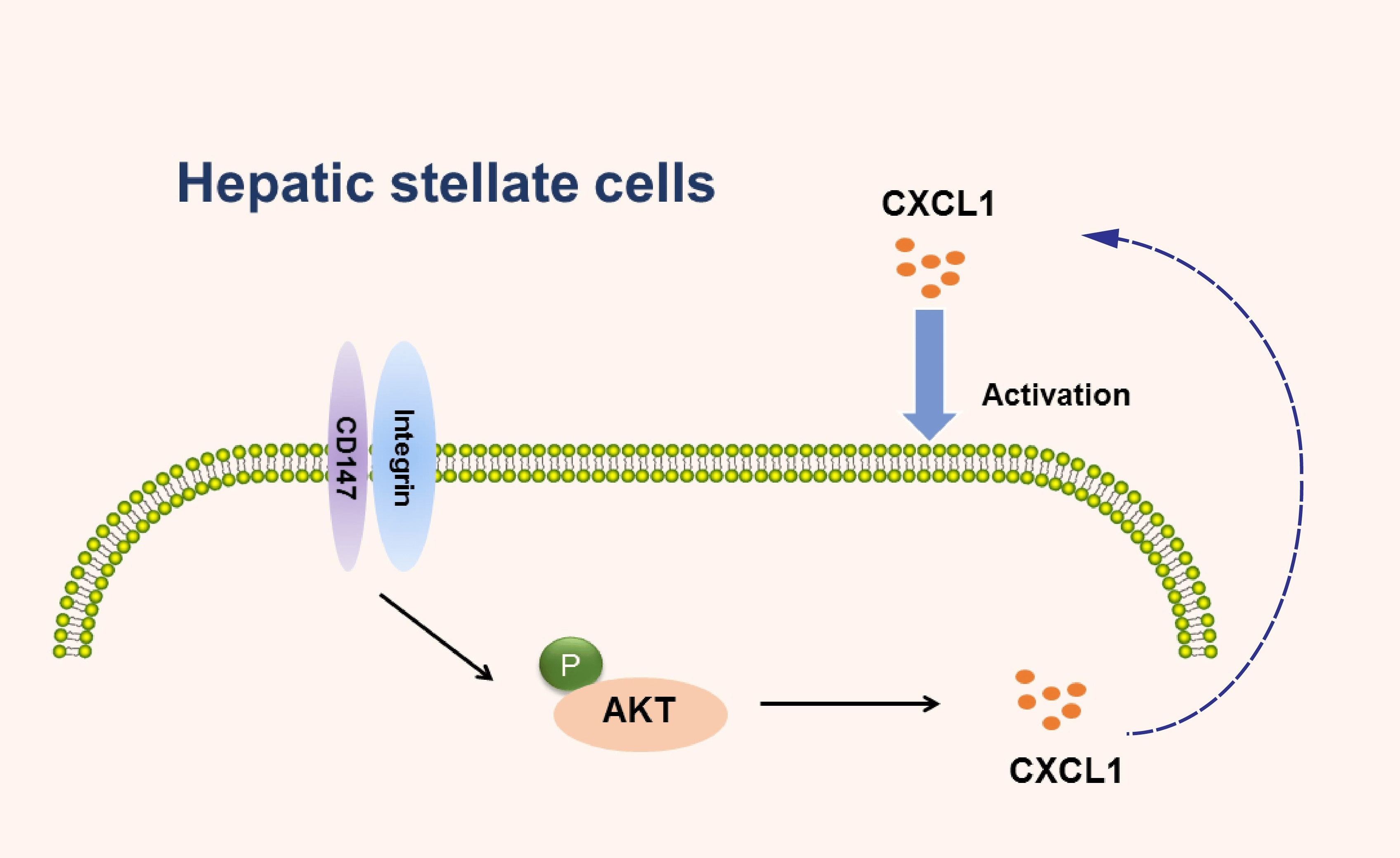 CXC 基序趋化因子配体 1（CXCL1）在生理学及心血管、呼吸和皮肤系统主要非癌症疾病中作用的文献综述