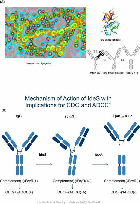 IdeS蛋白酶的研究进展与应用潜力