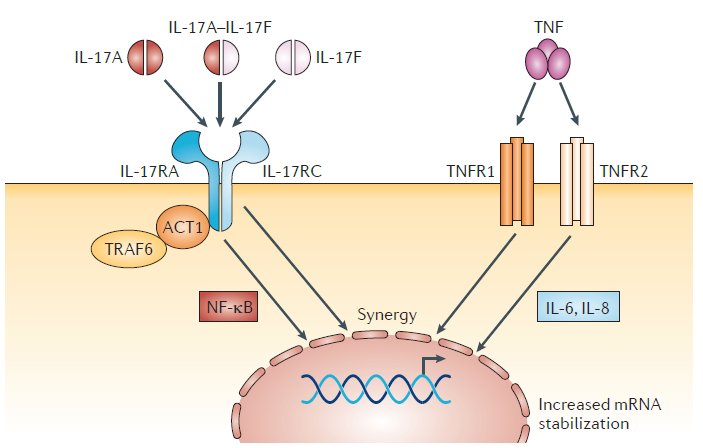 白细胞介素-17（IL-17）：炎症与免疫调节中的关键细胞因子