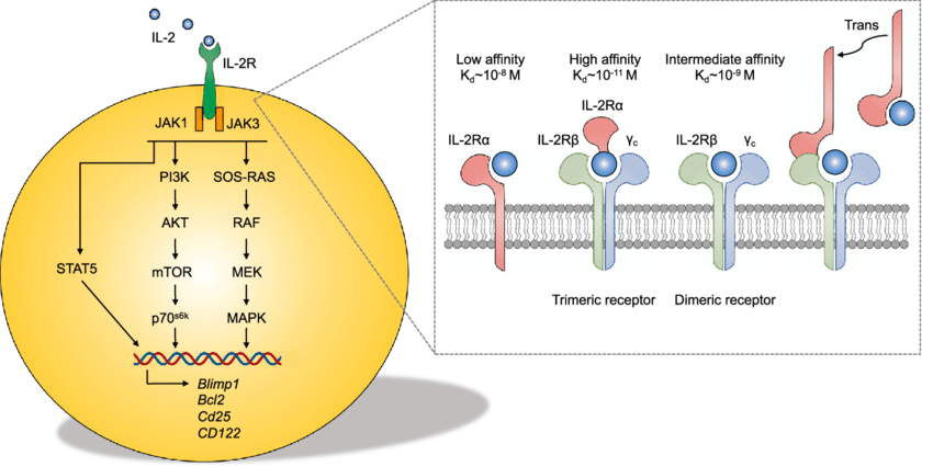 IL-2R基因结构及表达调控研究进展