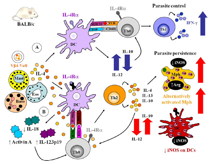 IL-4/IL-4R信号通路及其靶向治疗研究进展