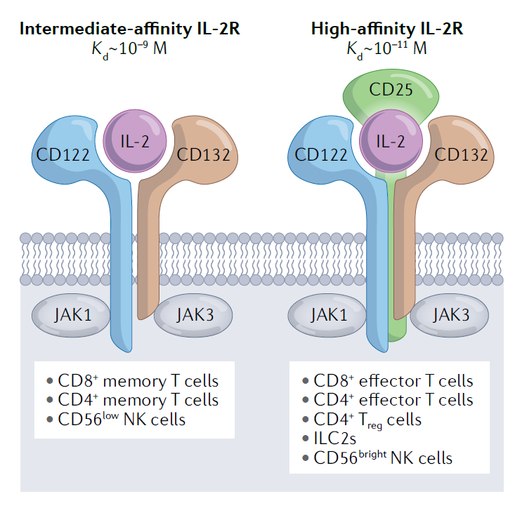 偏向性调节：解锁白细胞介素-2（IL-2）免疫治疗潜力的新钥匙