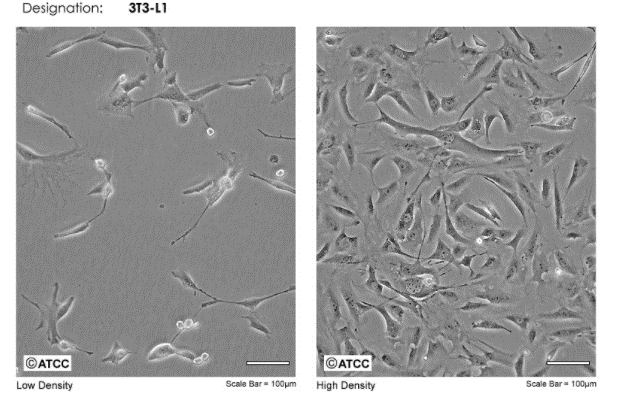3T3-L1，3T6-Swiss albino，NCTC，HFF-1，3T6，成纤维细胞系