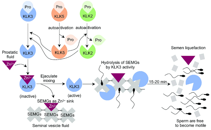 KLK：丝氨酸蛋白酶家族中的多面手与癌症诊疗新靶点