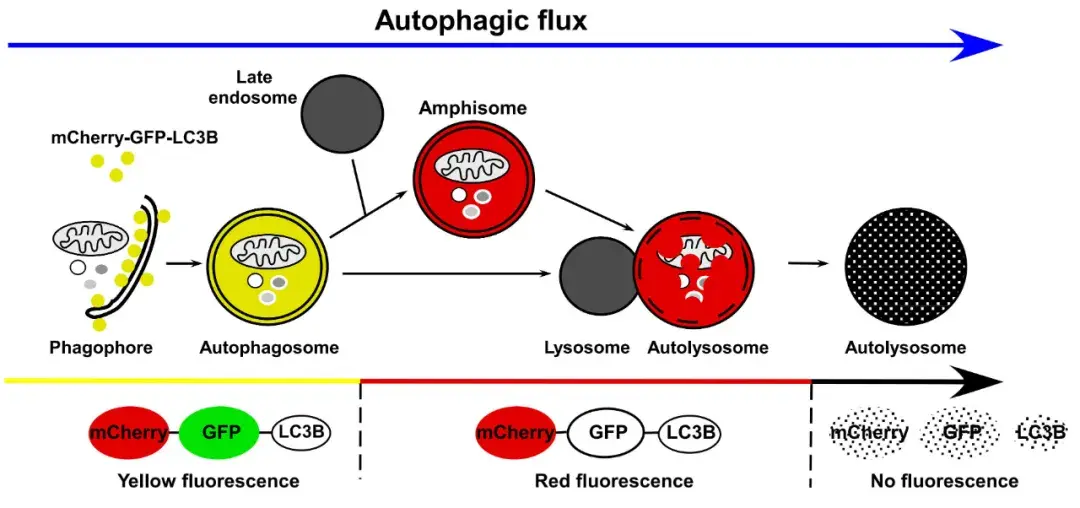 自噬：机制、功能与检测全解析